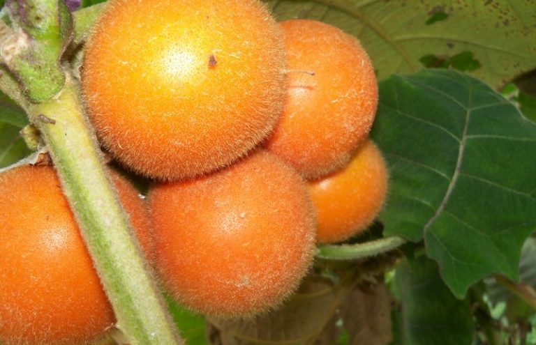 Fruto de lulo castilla tipo Larga Vida – Agroinvitro